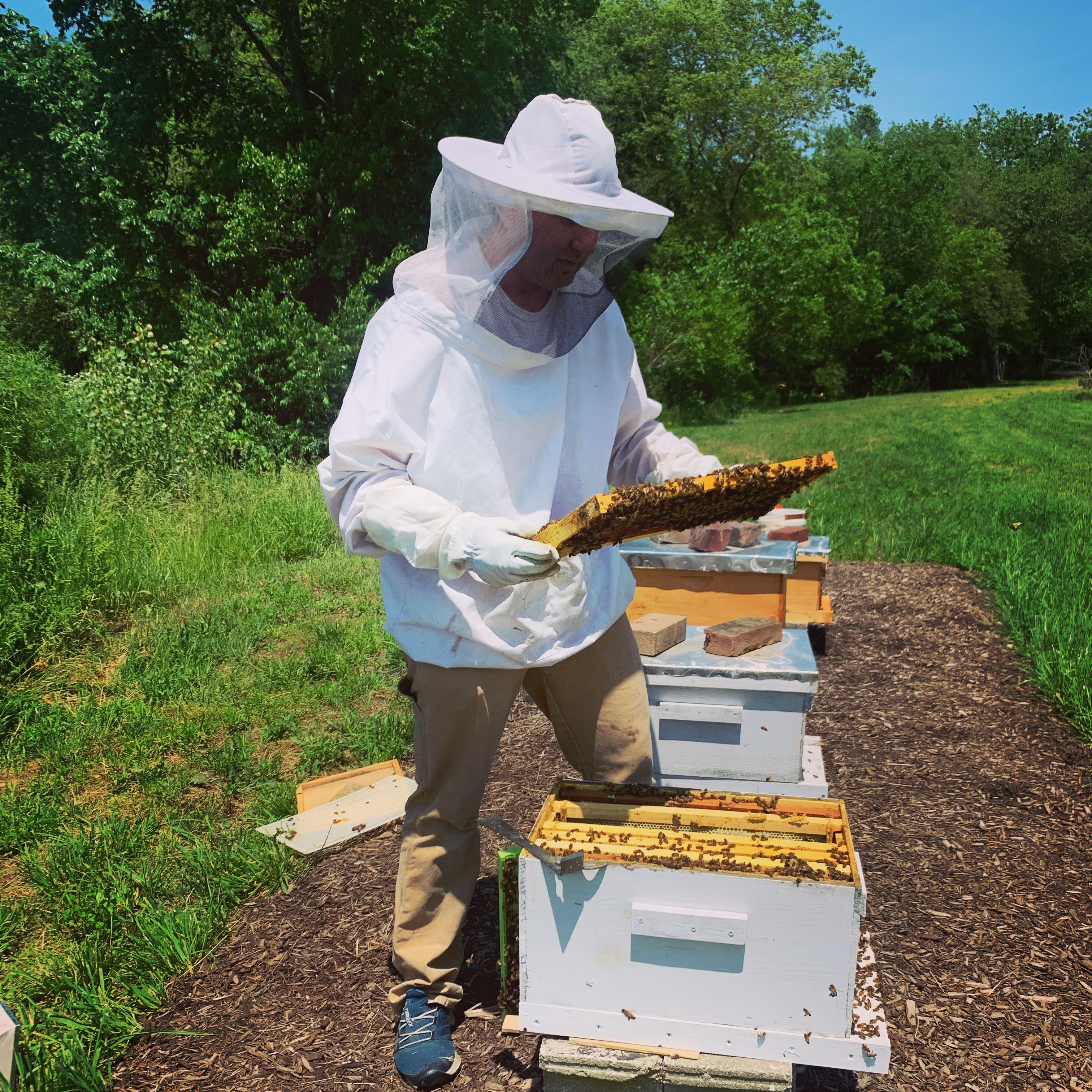 Welcome to Mayhew Bees and Honey - Mayhew Honey