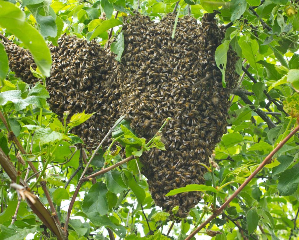 Local Bee Removal Services - Mayhew Honey