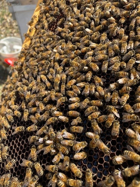 2024 Nucleus Colonies (pickup spring 2024) - Mayhew Honey